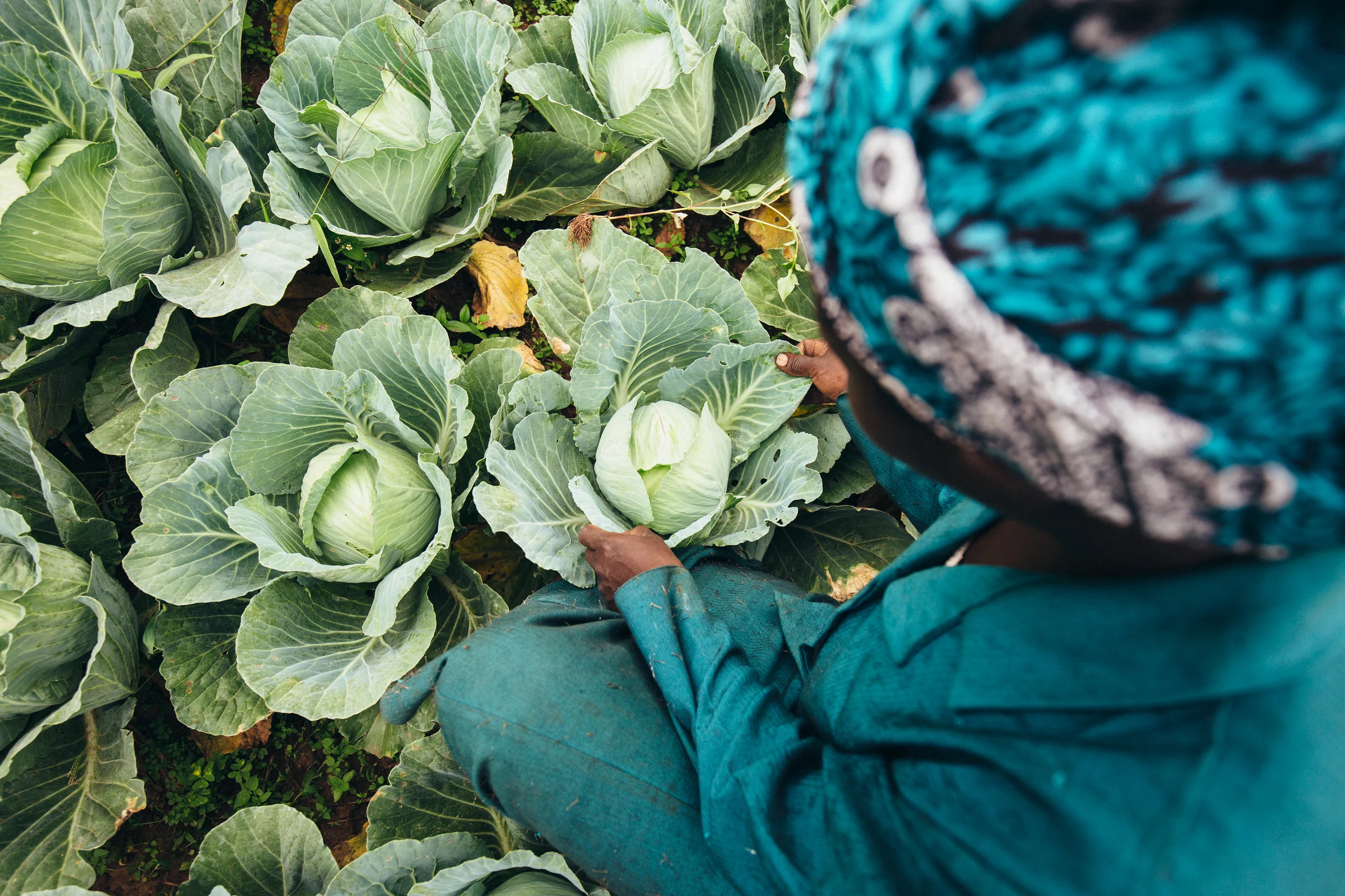 How to eat more sustainably | WWF